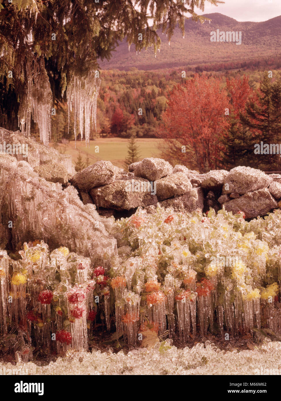 1960s garden flowers hi-res stock photography and images - Alamy