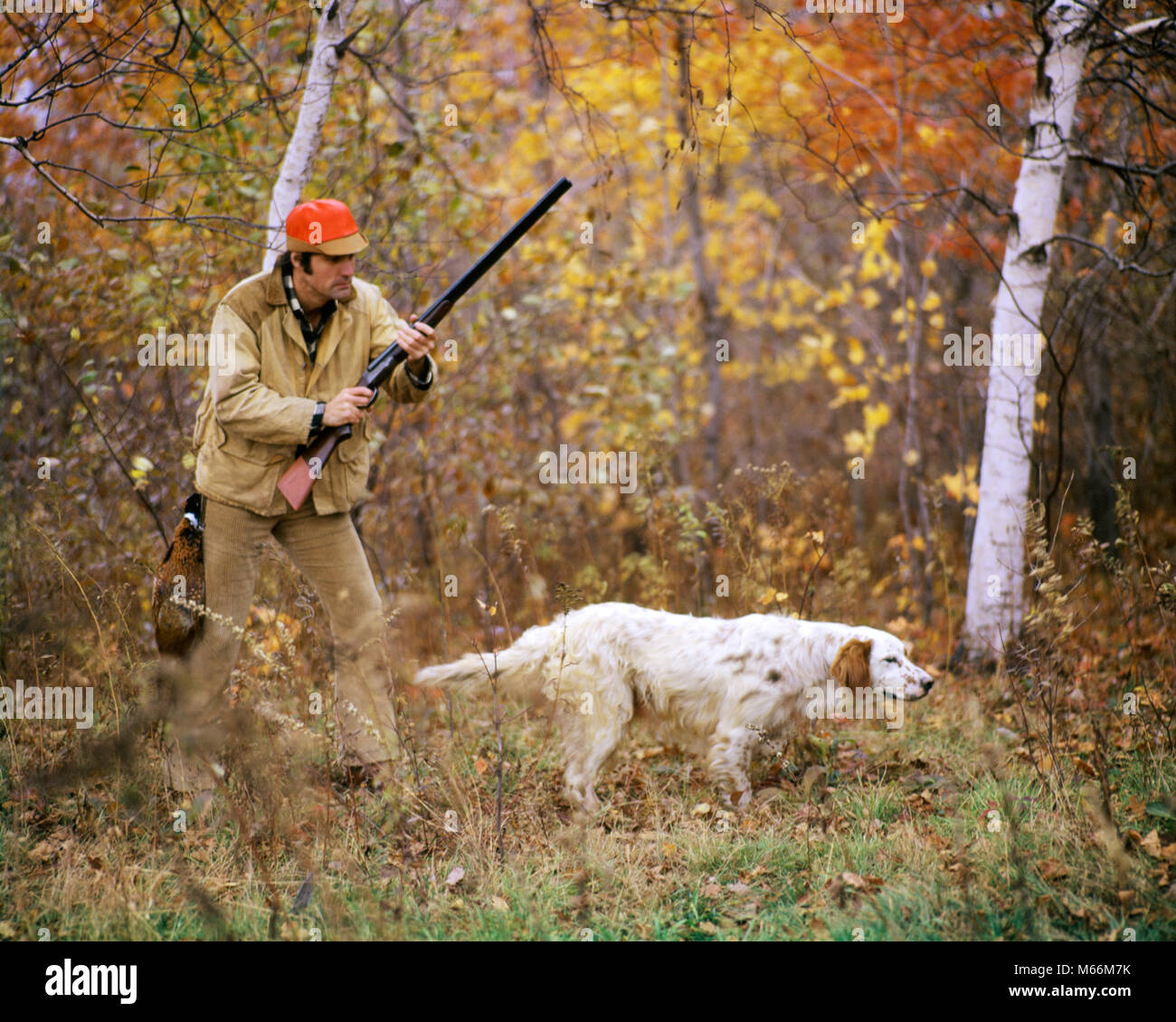 Pheasant hunting with english setter High Resolution Stock Photography ...