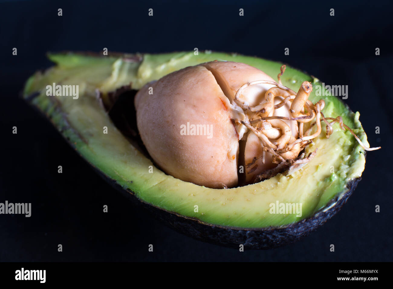 Sprouting avocado seed hi-res stock photography and images - Alamy