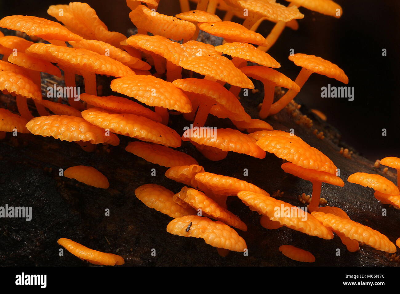 Aleuria aurantia (Orange Peel Fungus Stock Photo - Alamy