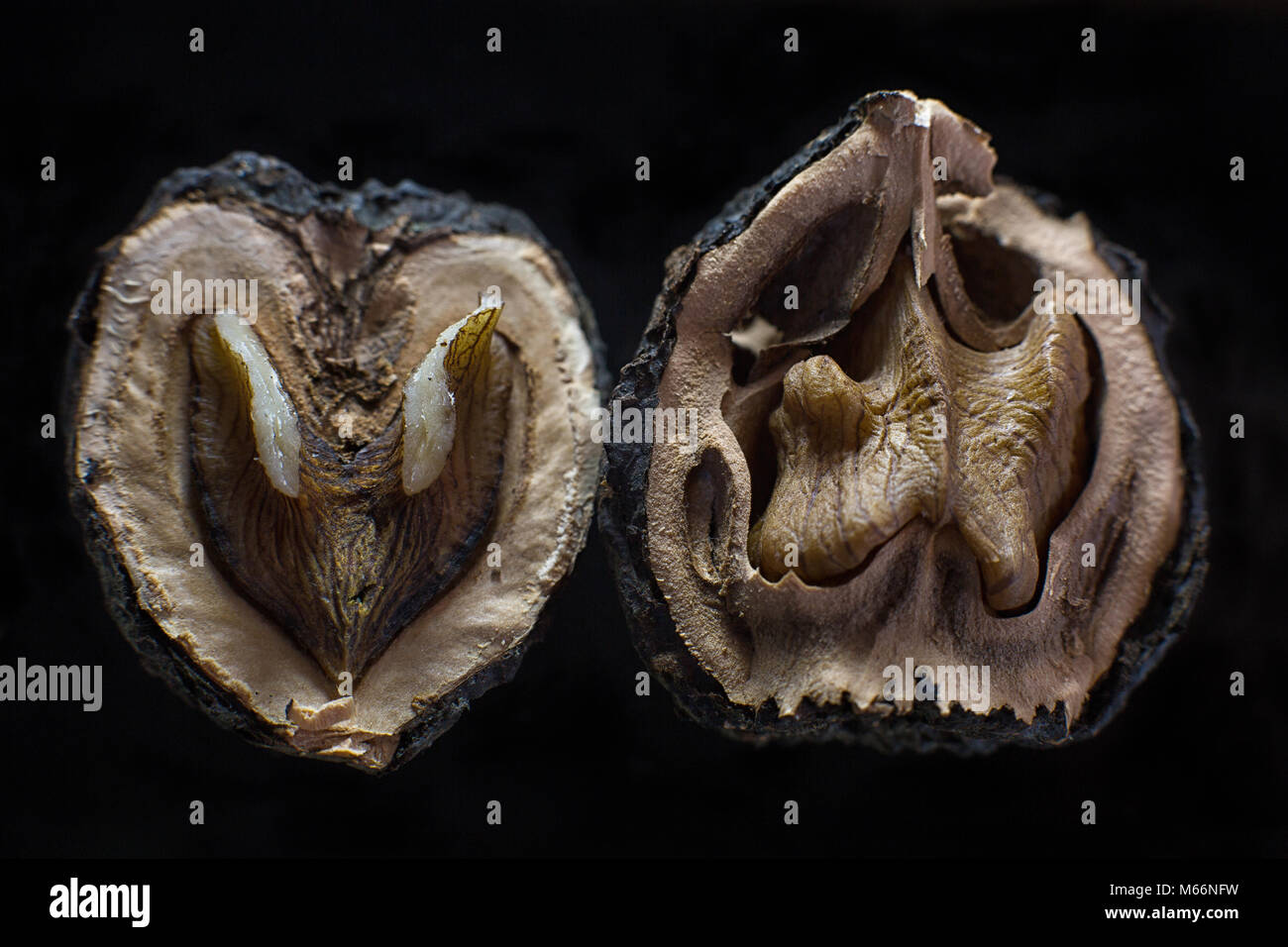 Ecuadorian black walnut called tocte Stock Photo - Alamy