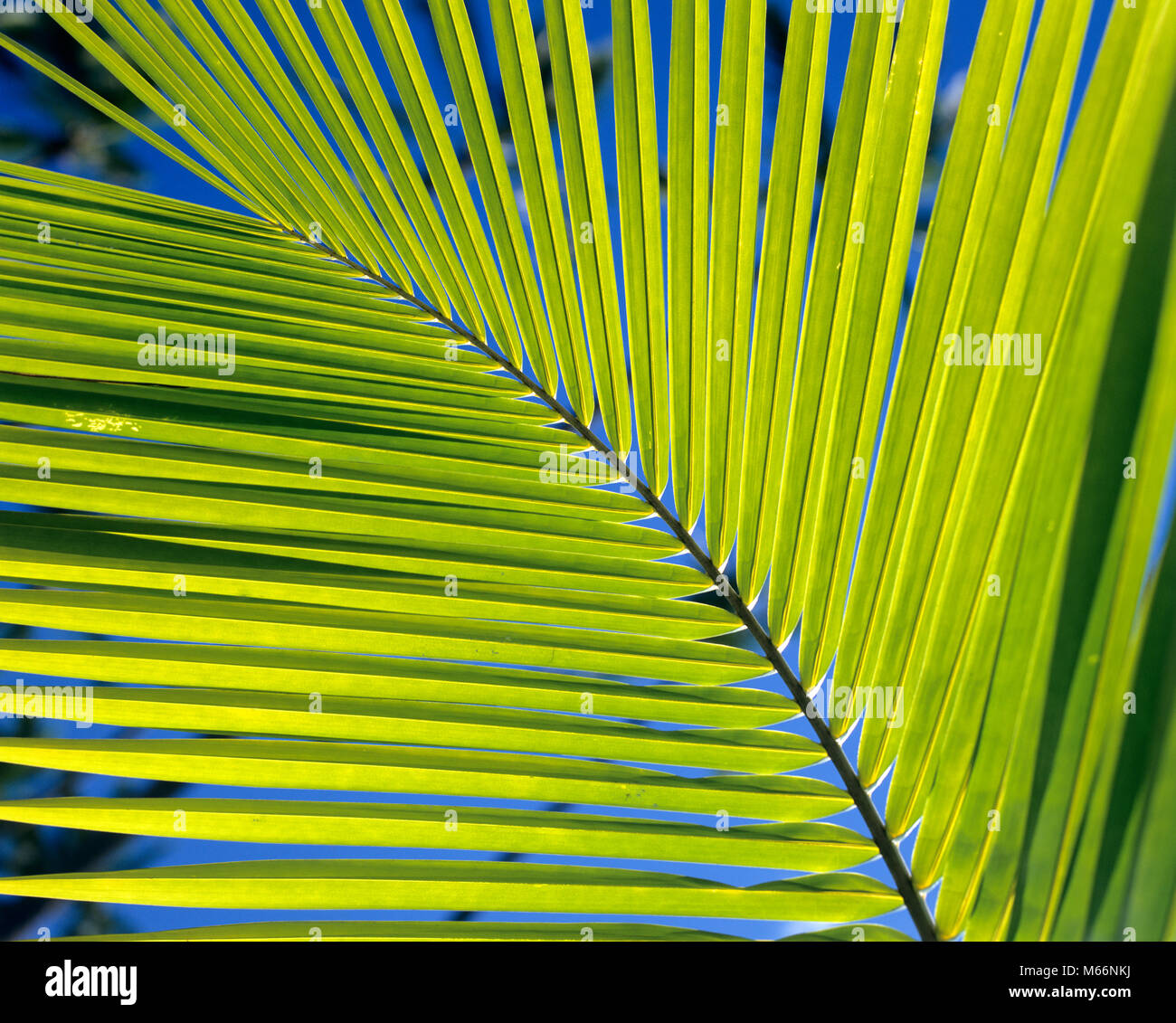 Palm tree frond tropical hi-res stock photography and images - Alamy