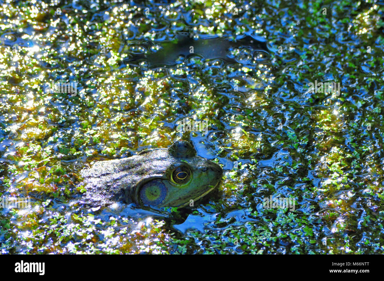 Bull Frog In water Stock Photo - Alamy