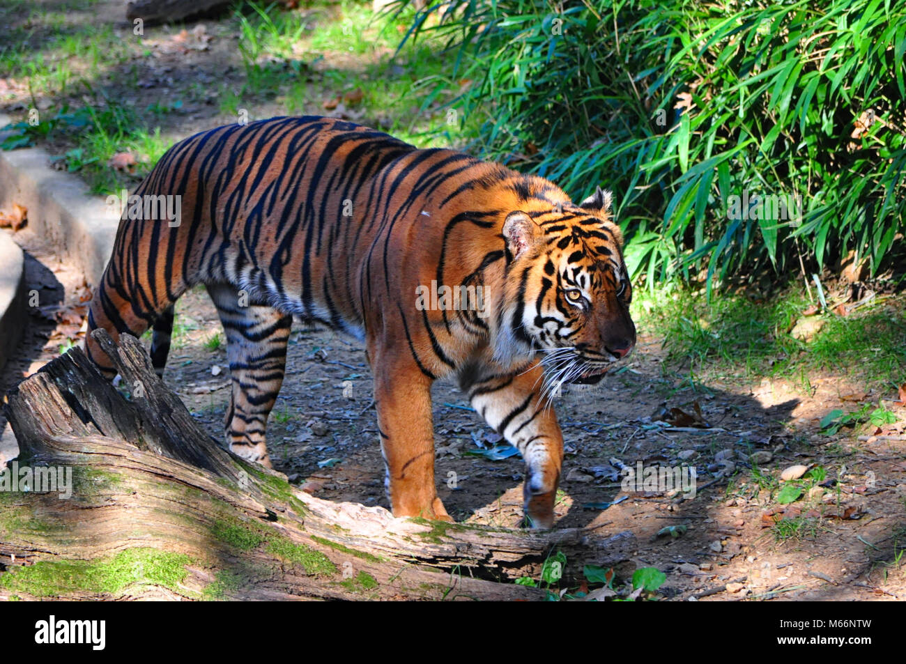 Sumatran tiger washington zoo hi-res stock photography and images - Alamy