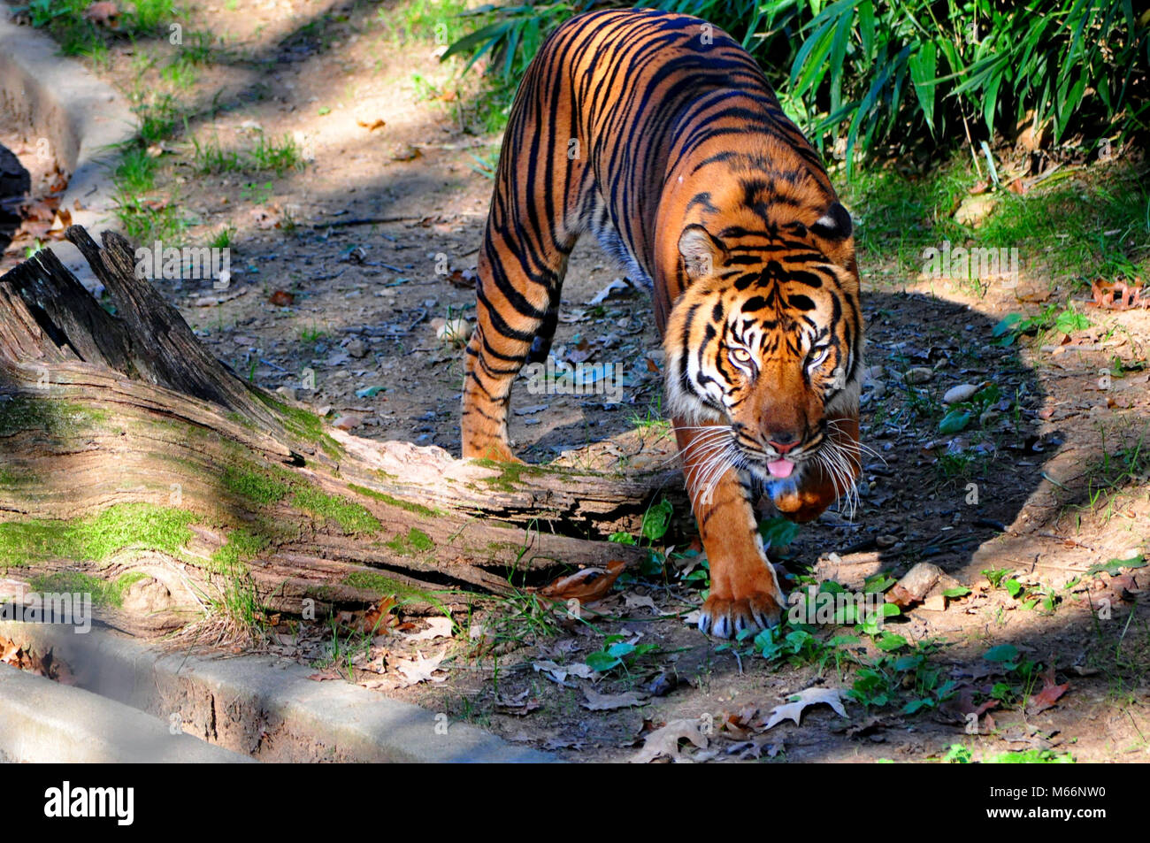 Sumatan Tiger at National Zoo in Washington DC Stock Photo - Alamy