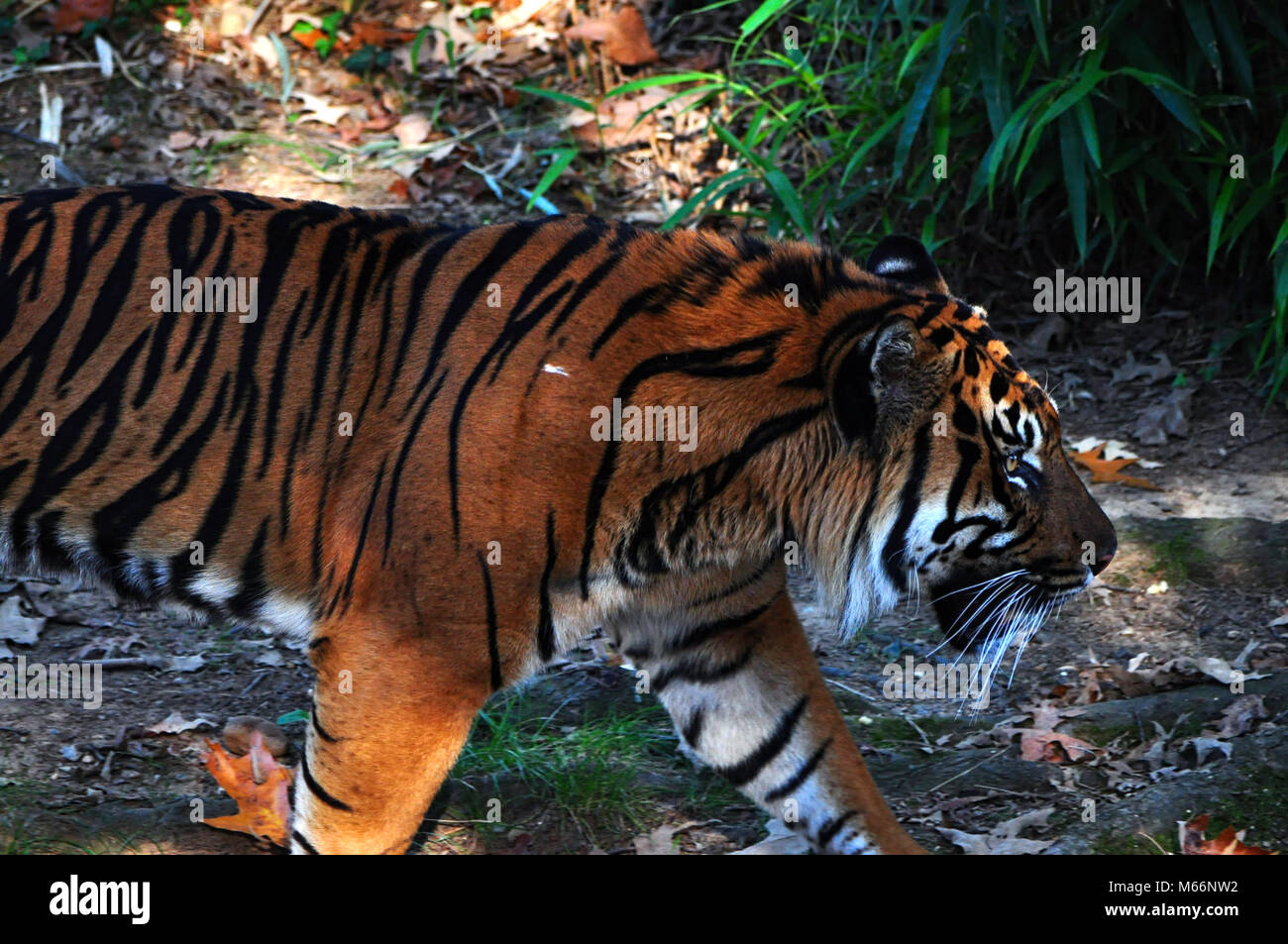 Sumatan Tiger at National Zoo in Washington DC Stock Photo - Alamy