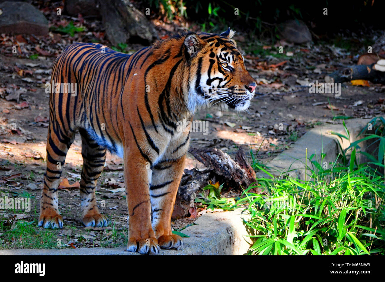 Tiger zoo washington dc hi-res stock photography and images - Alamy