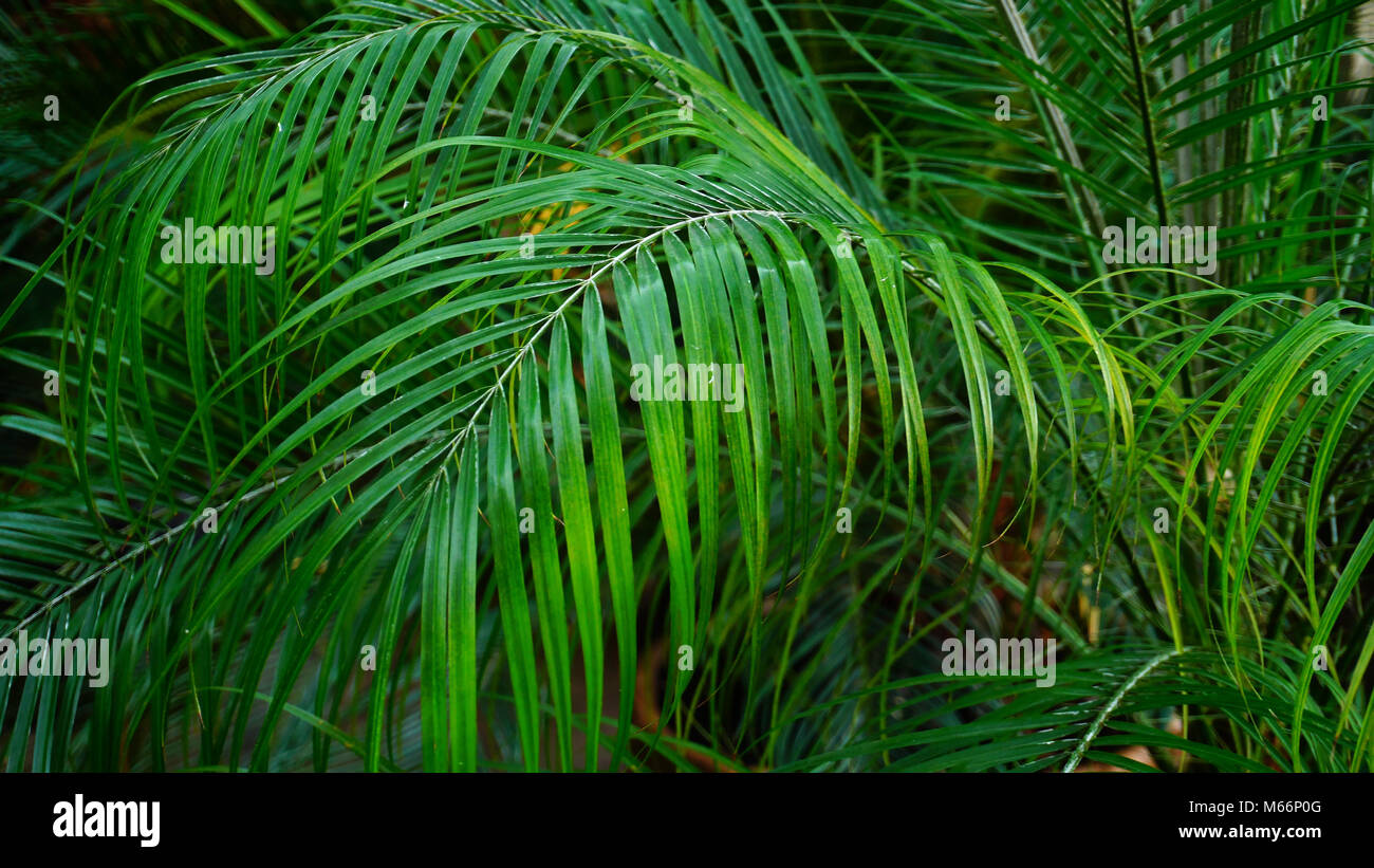 close-up photography, vegetable life with long leaves Stock Photo - Alamy