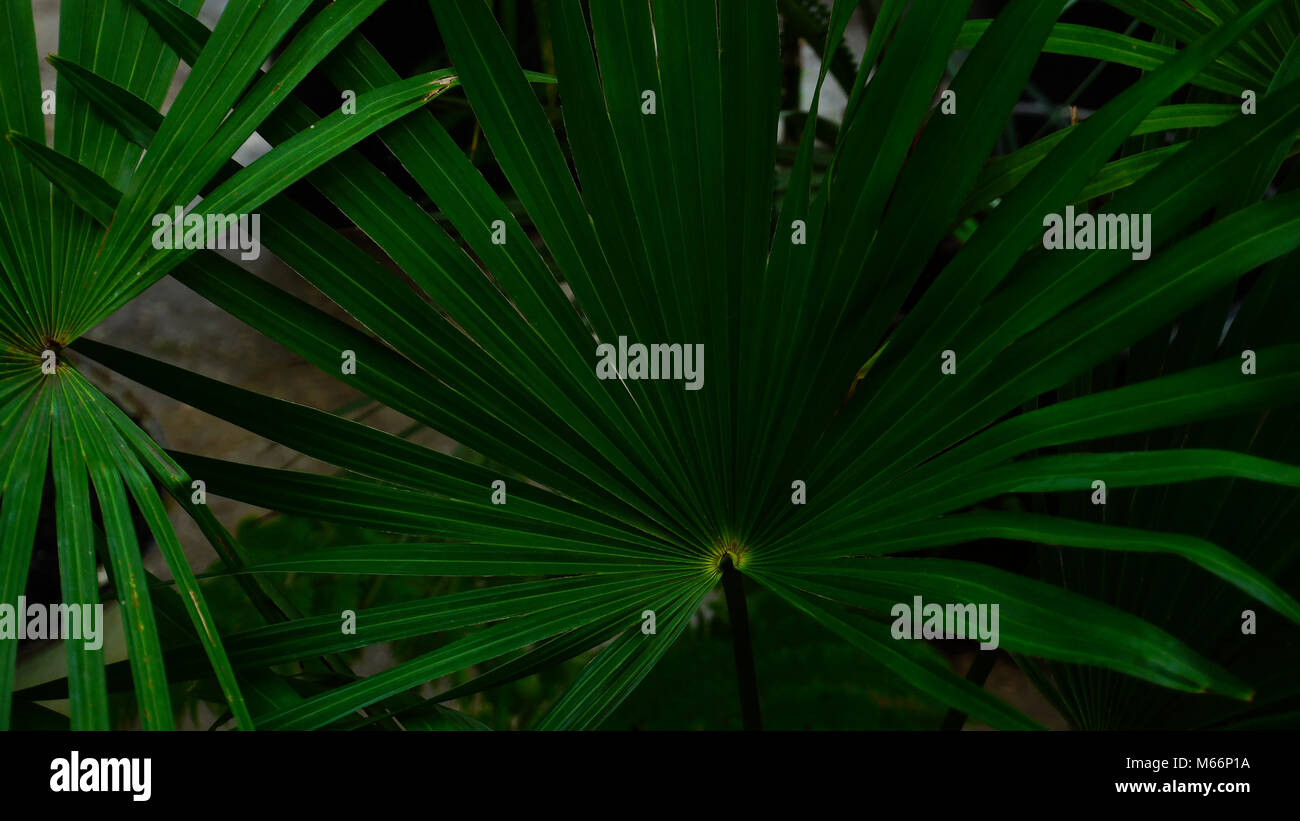 Plant bent leaves to ground and stand near light colored track Stock ...