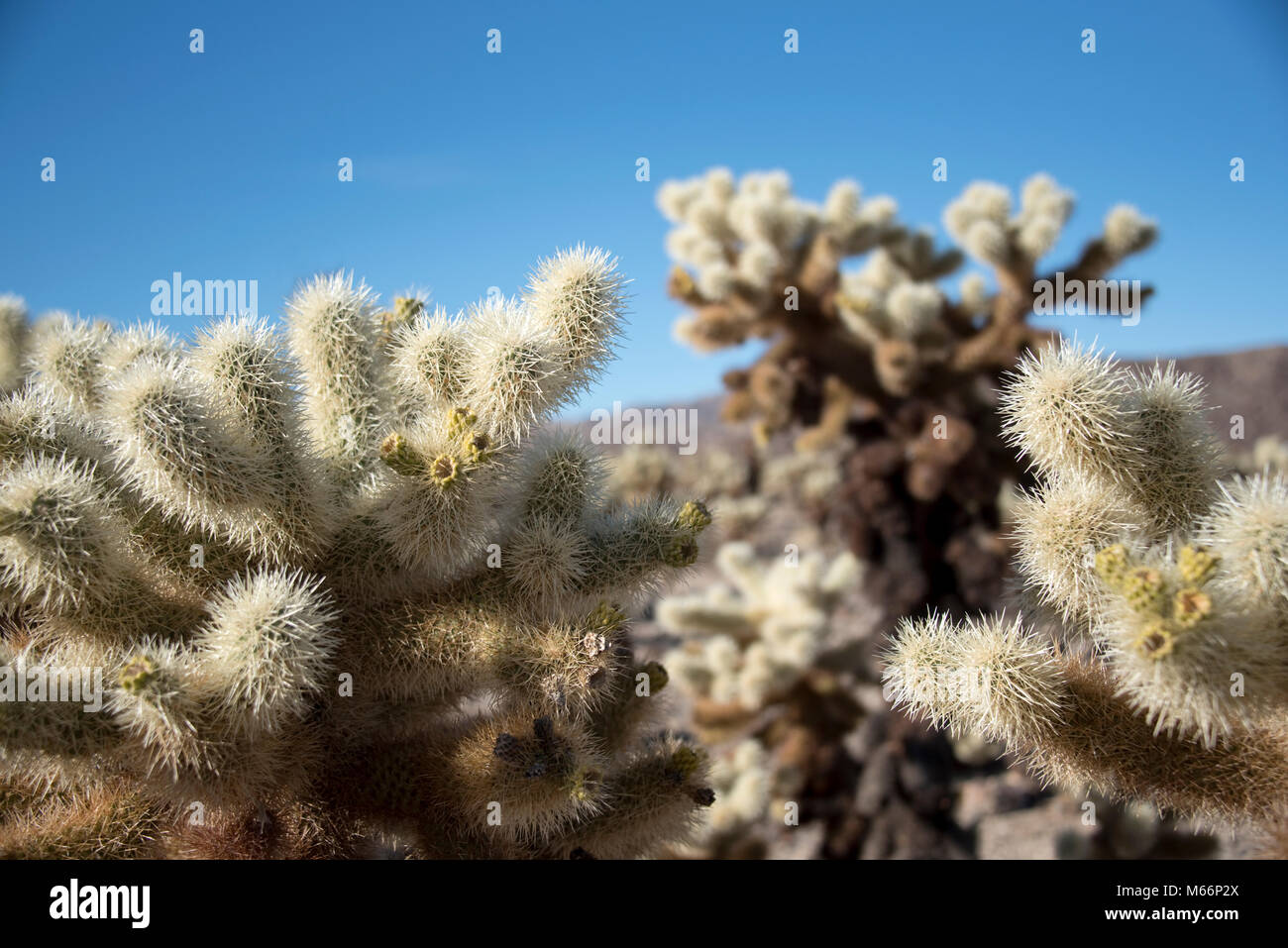 Cacti in Joshua Tree national park Stock Photo - Alamy