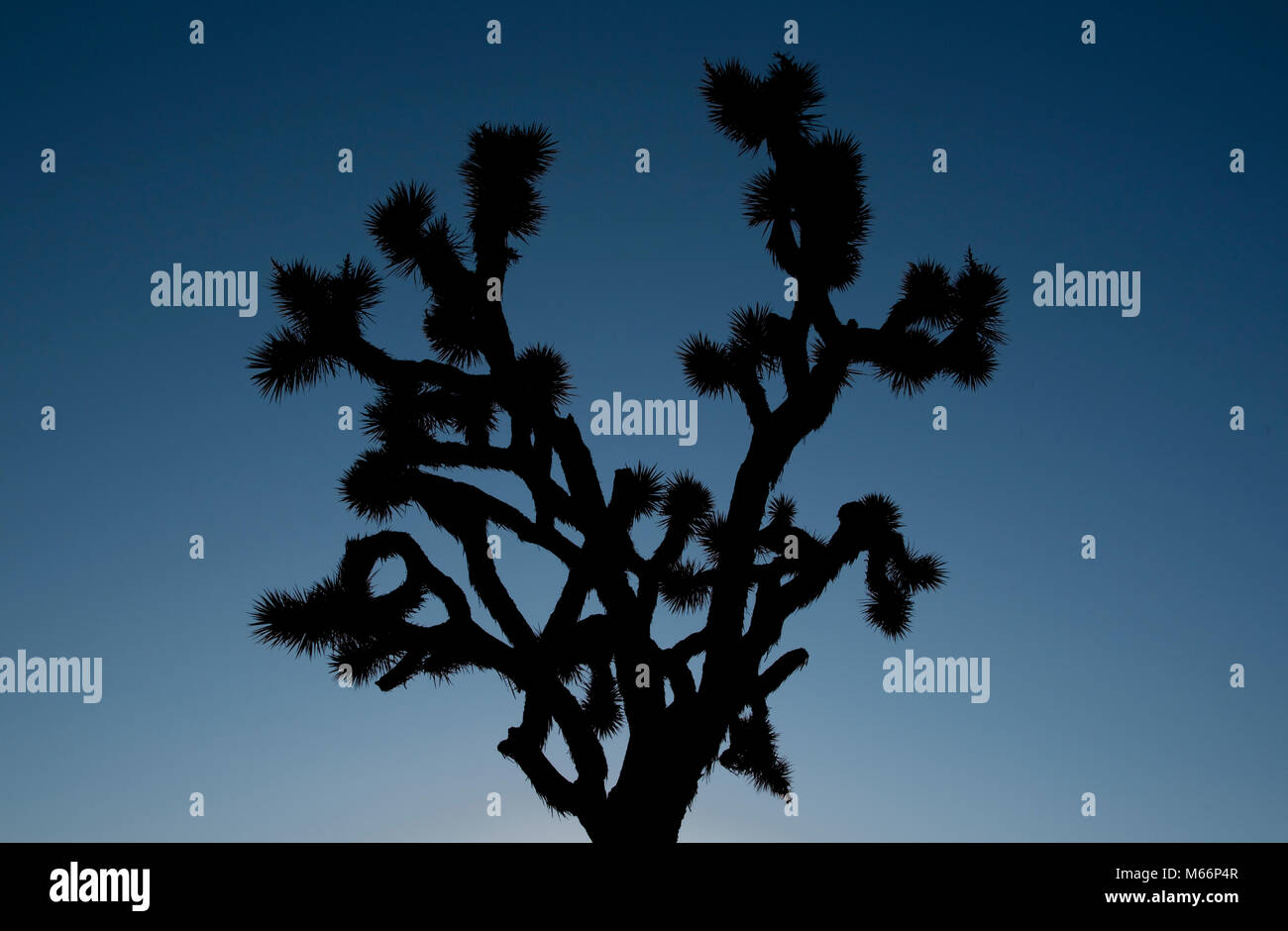 Silhouette Of Joshua Tree High Resolution Stock Photography and Images ...