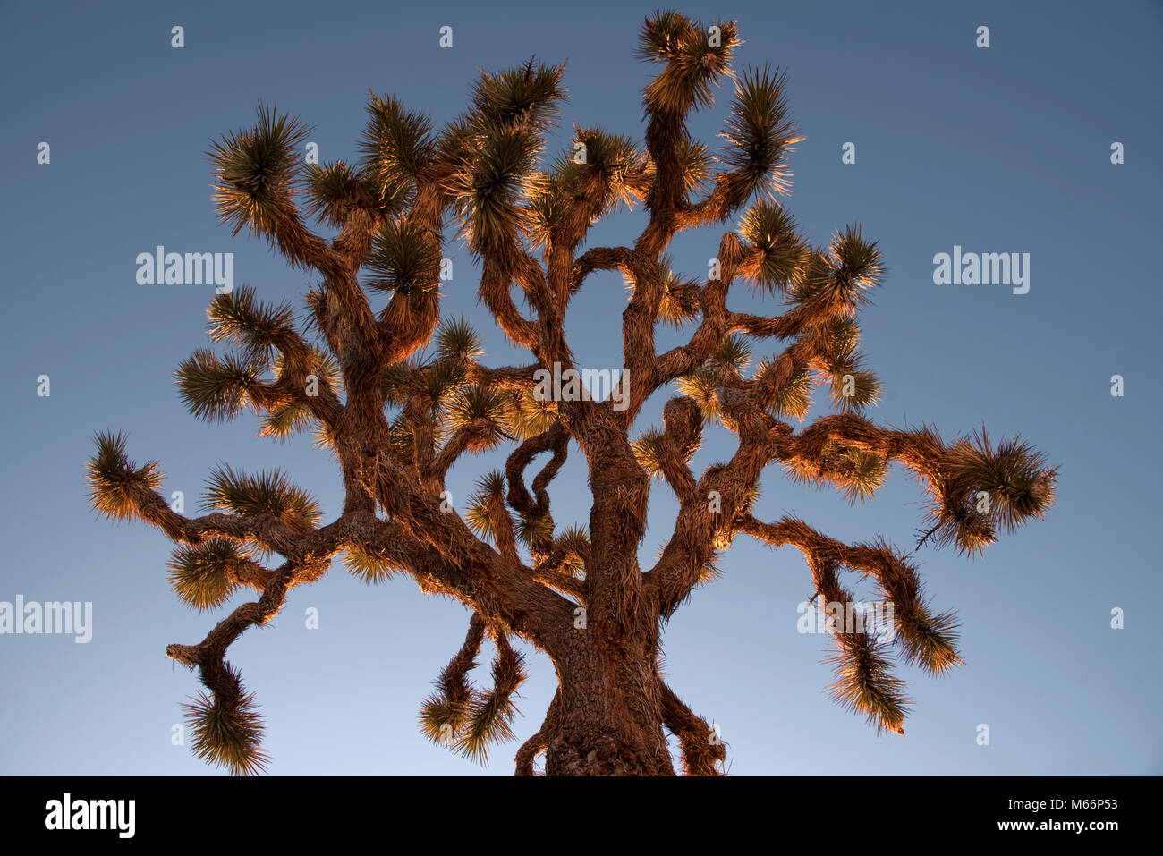 Iconic joshua trees hi-res stock photography and images - Alamy