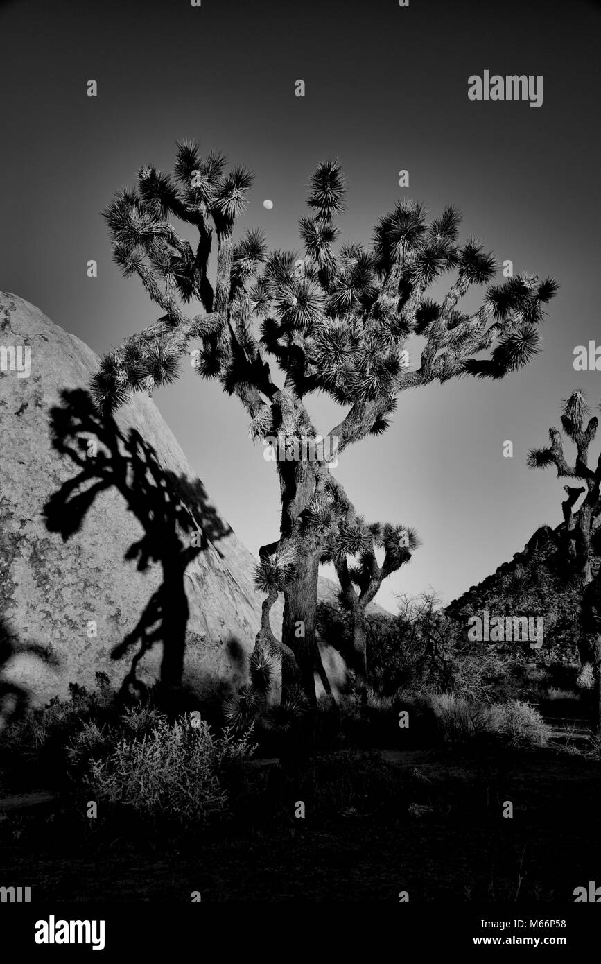 Iconic joshua trees hi-res stock photography and images - Alamy