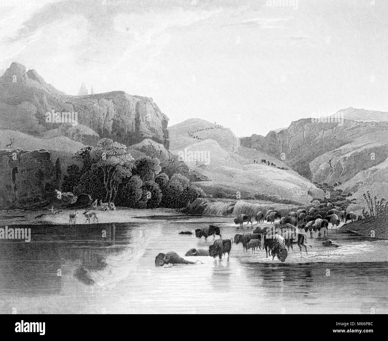 1800s 1830s HERDS OF BISON AND ELK CROSSING THE UPPER MISSOURI RIVER IN ...