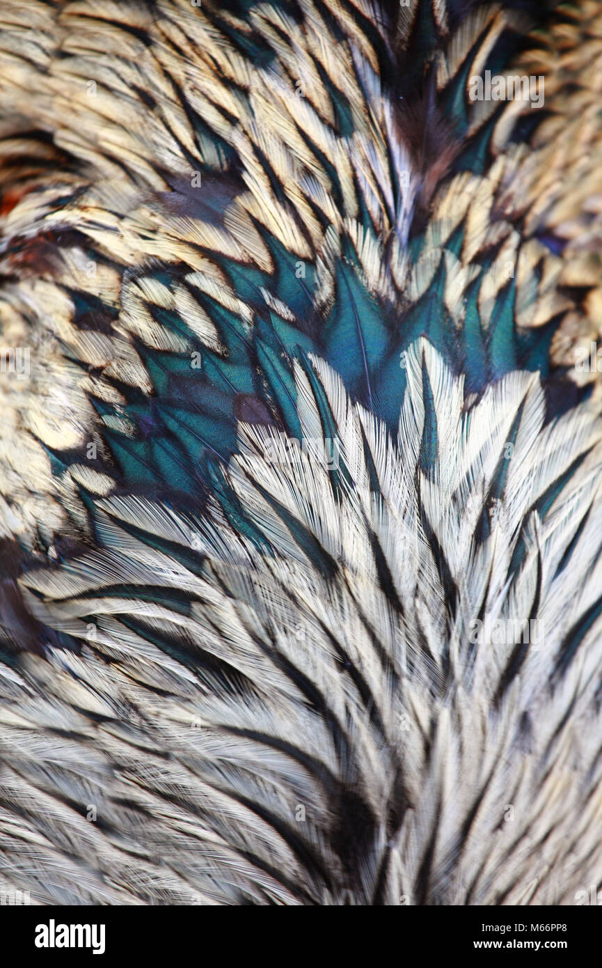 Bright colorful feathers of bird Stock Photo - Alamy