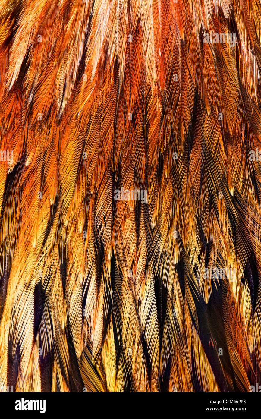 Feather embellishment hi-res stock photography and images - Alamy