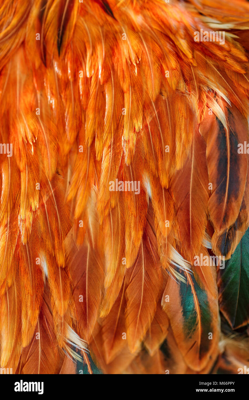 Bright brown feathers group of some bird Stock Photo - Alamy