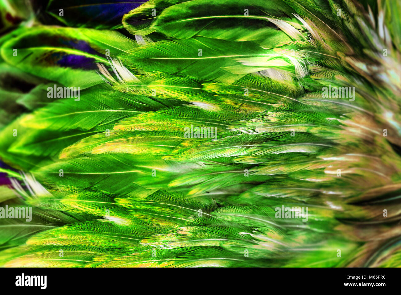 Bright brown feathers group of some bird Stock Photo - Alamy