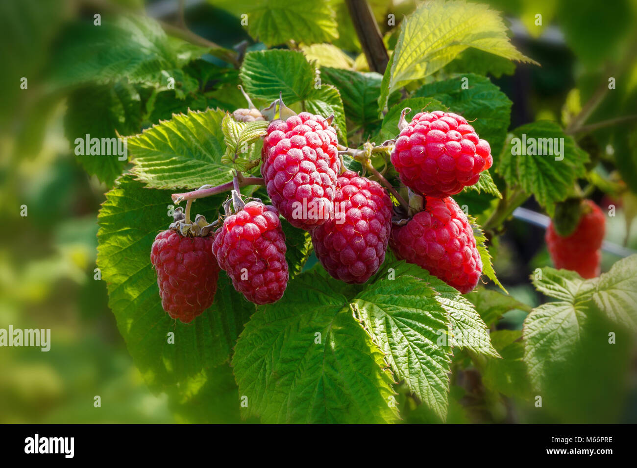 Raspberry. Growing Organic Berries closeup. Ripe raspberry in the fruit ...