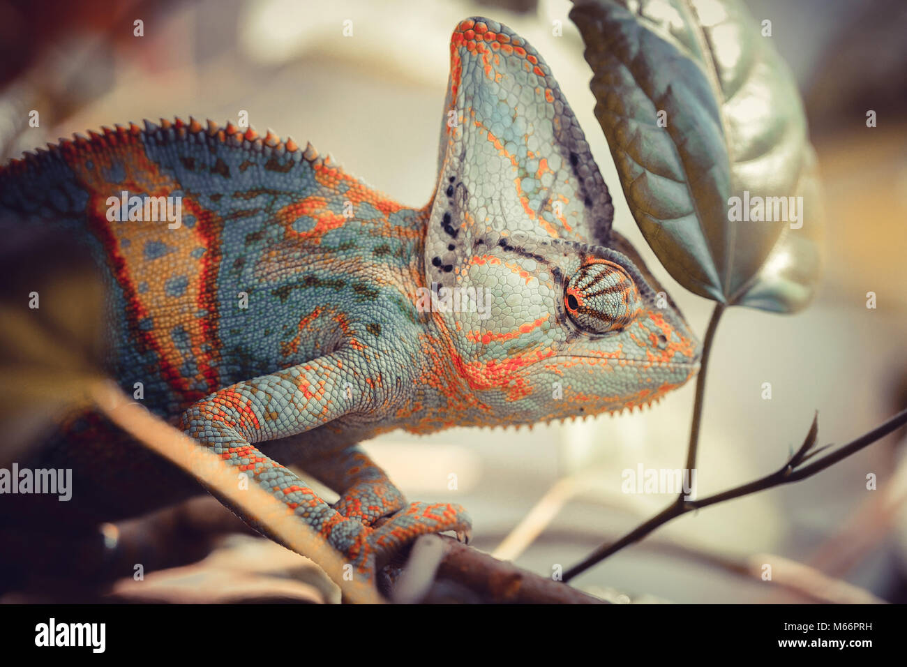 Yemen chameleon hi-res stock photography and images - Alamy