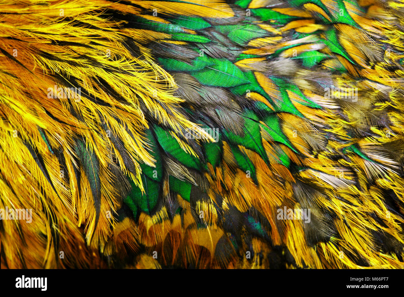 Bright brown feathers group of some bird Stock Photo - Alamy