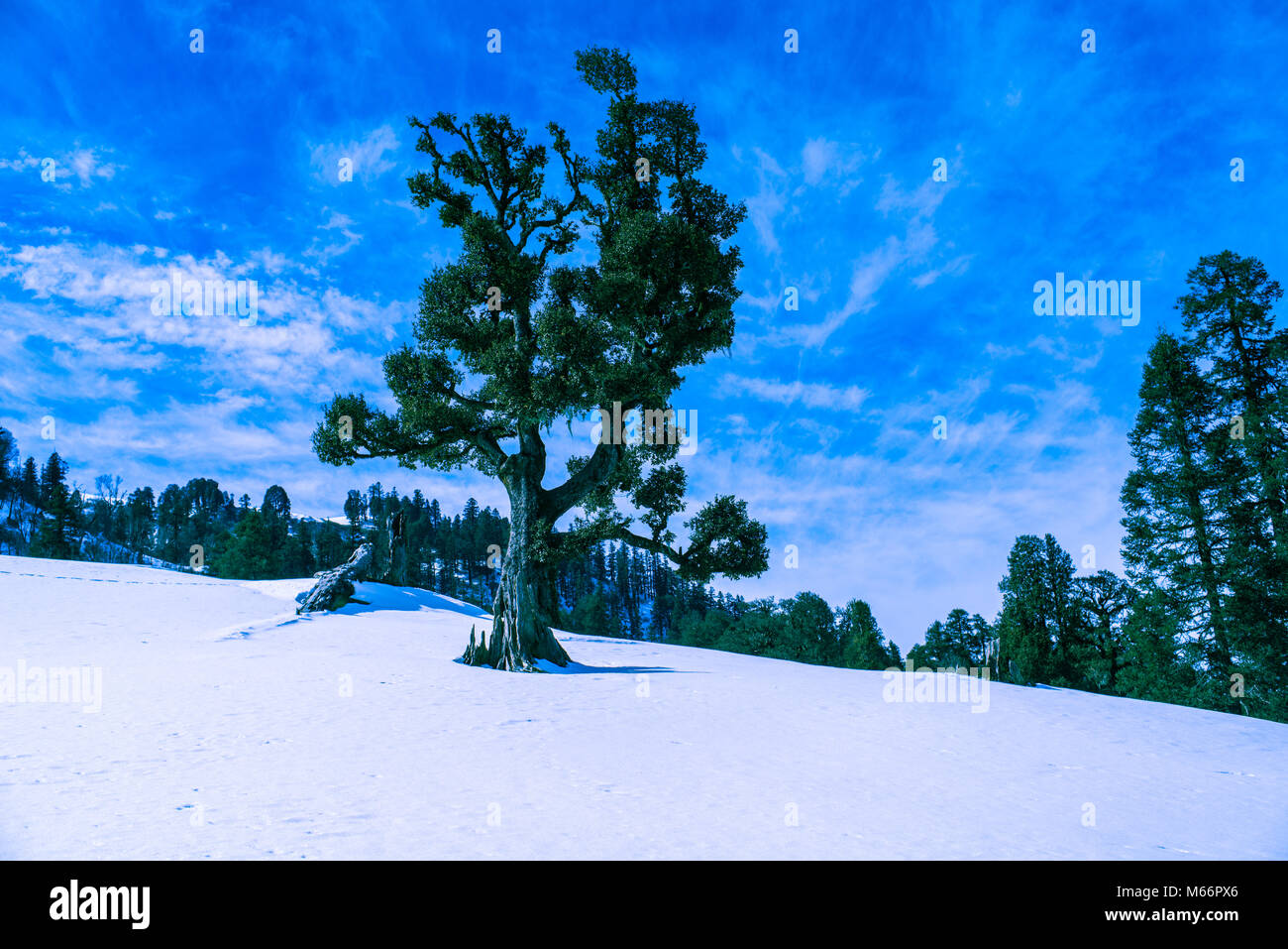 Trekking in winter at Himalaya, Kedarkantha summit, Sankari, North ...