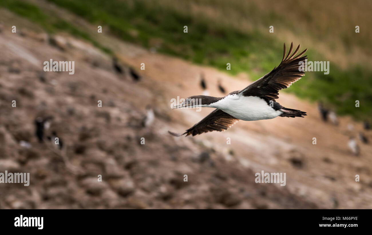Flying shags hi-res stock photography and images - Alamy