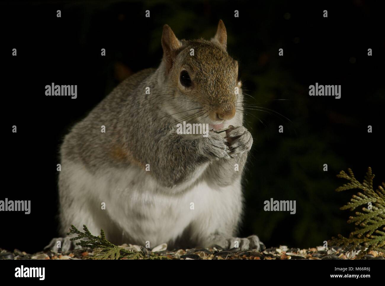 Squirrel having lunch hi-res stock photography and images - Alamy