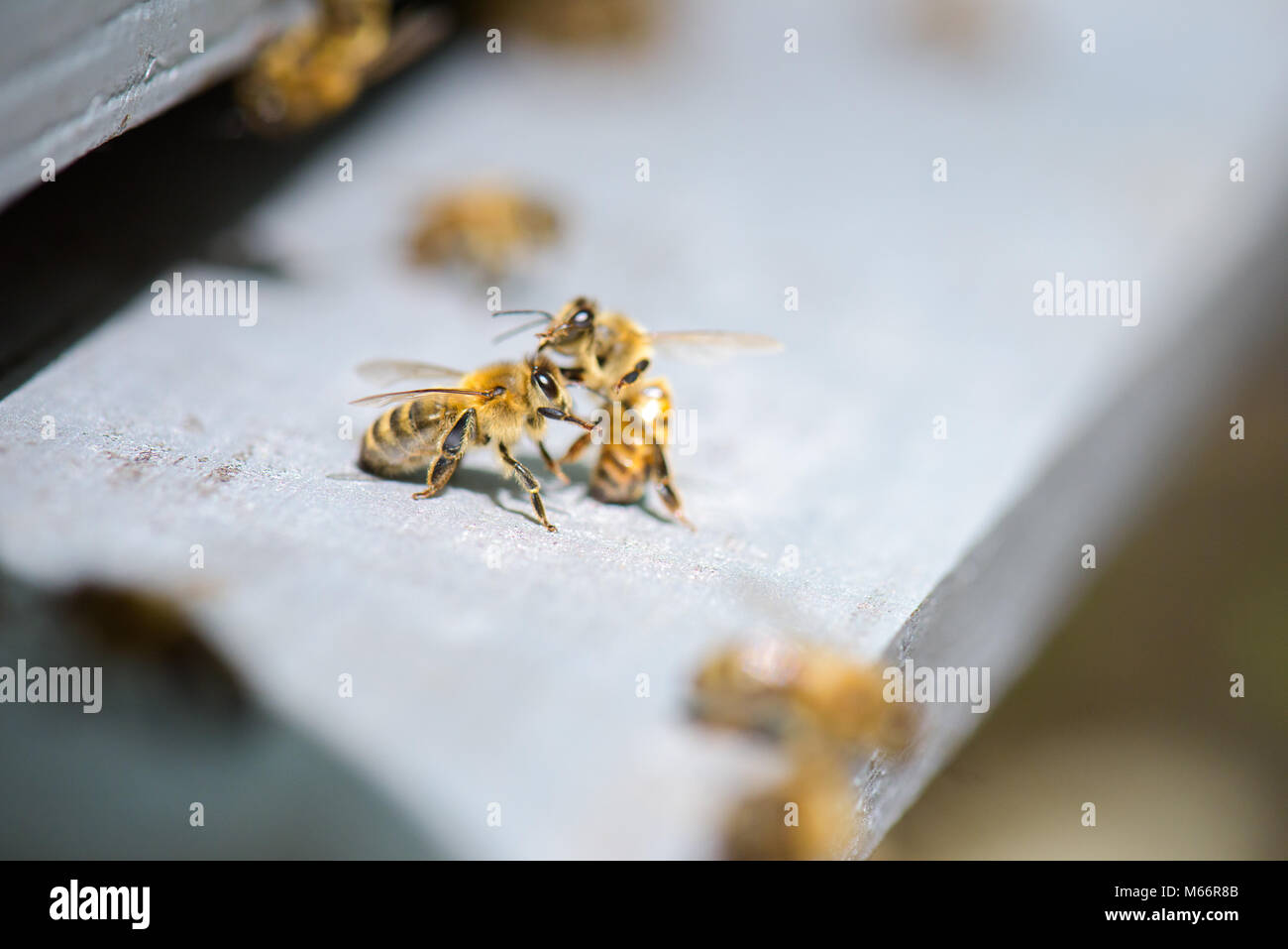 Worker bees fighting hi-res stock photography and images - Alamy