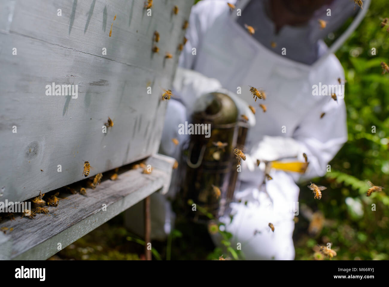 Closeup of beekeeper smoking hive Stock Photo - Alamy