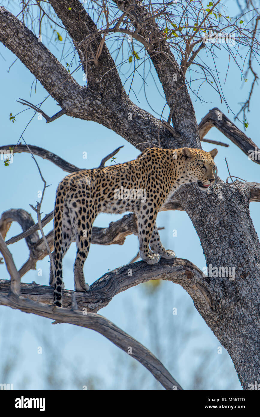 Leopard stands hi-res stock photography and images - Alamy