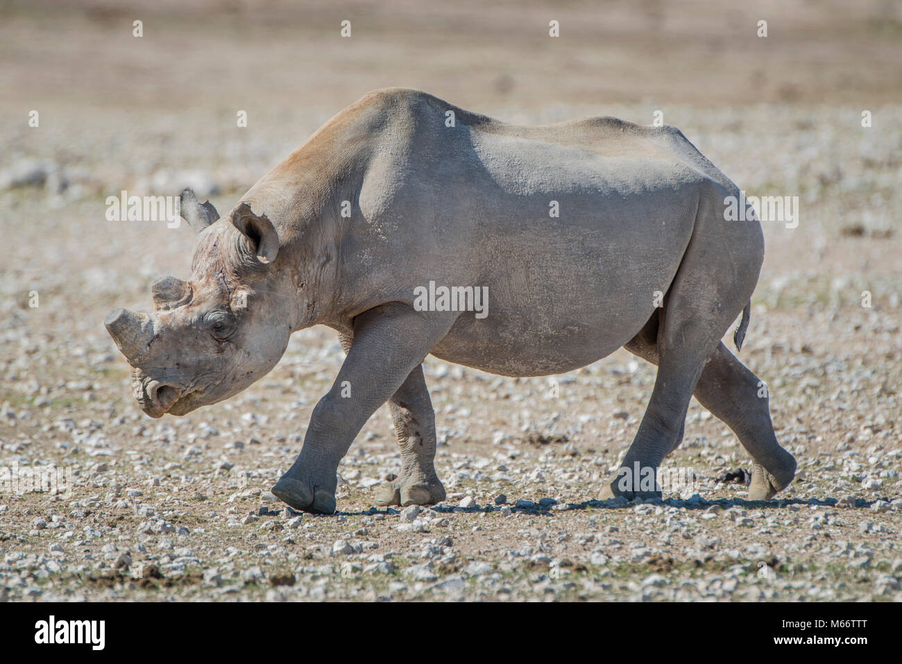 Black rhinoceros (Diceros bicornis), adult male with sawn off horns for ...
