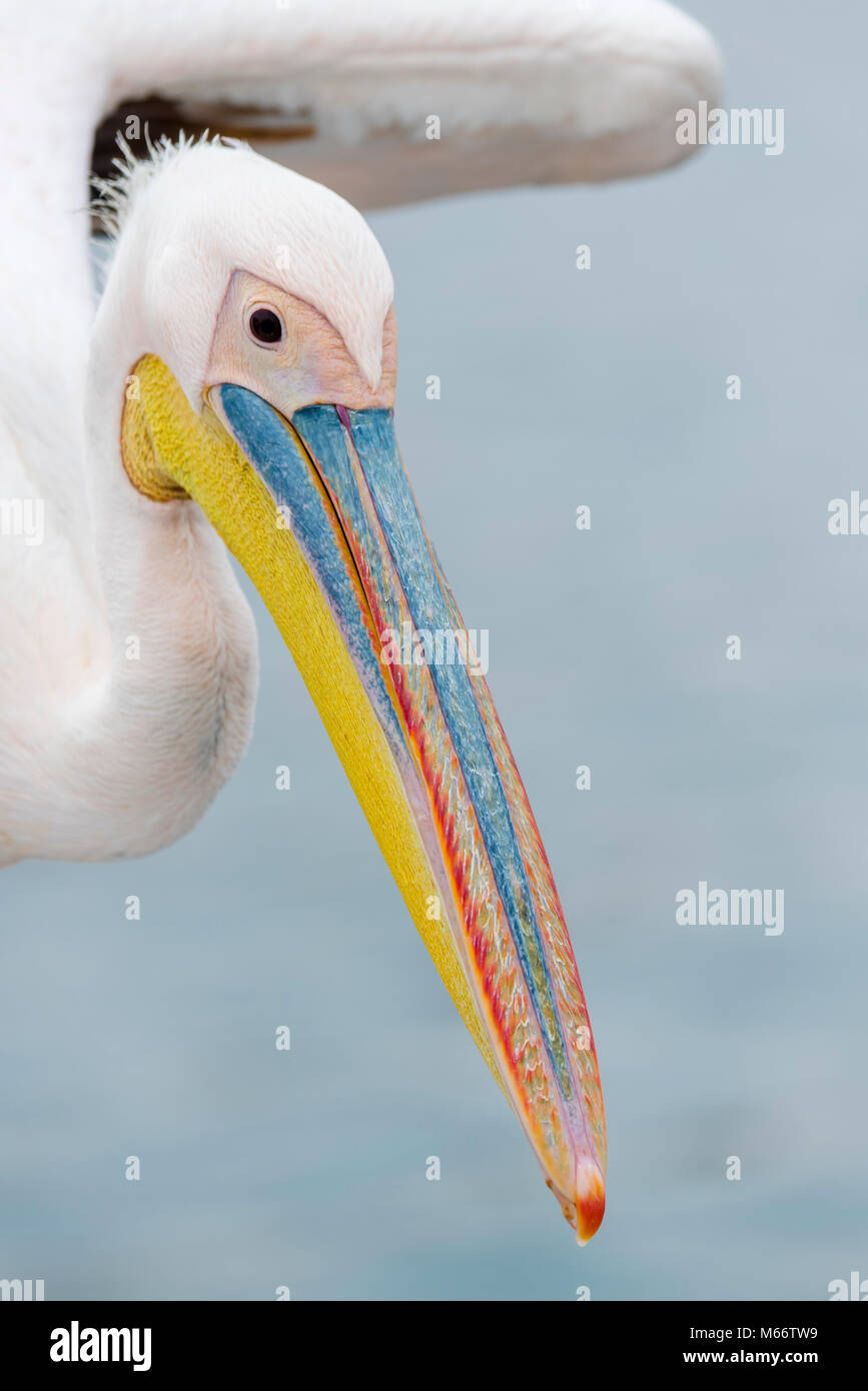 Great white pelican (Pelecanus onocrotalus), animal portrait, Sandwich ...
