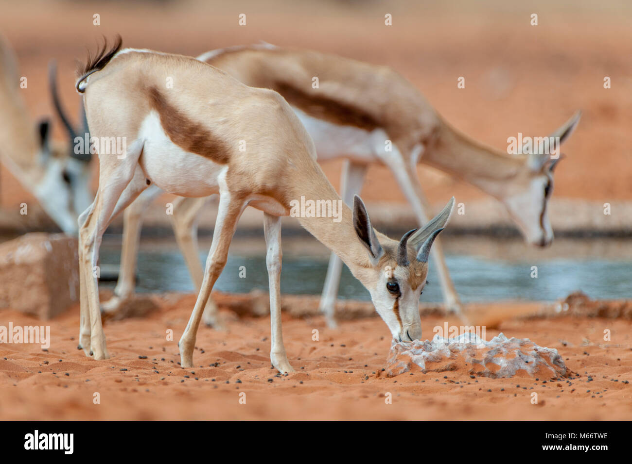 Springboks (Antidorcas marsupialis) at a waterhole, Zebra River Lodge ...