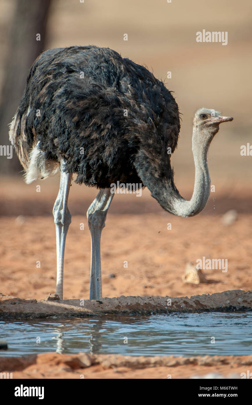 Ostrich (Struthio camelus) drinks at a watering hole, Hardap District ...
