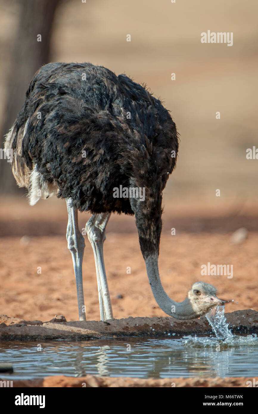 Ostrich (Struthio camelus) drinks at a watering hole, Hardap District ...