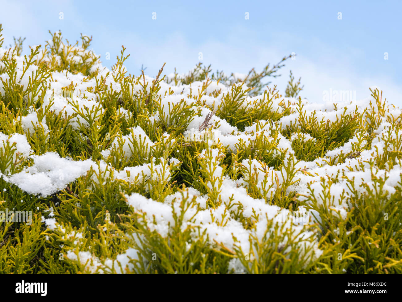Conifer Snow High Resolution Stock Photography and Images - Alamy