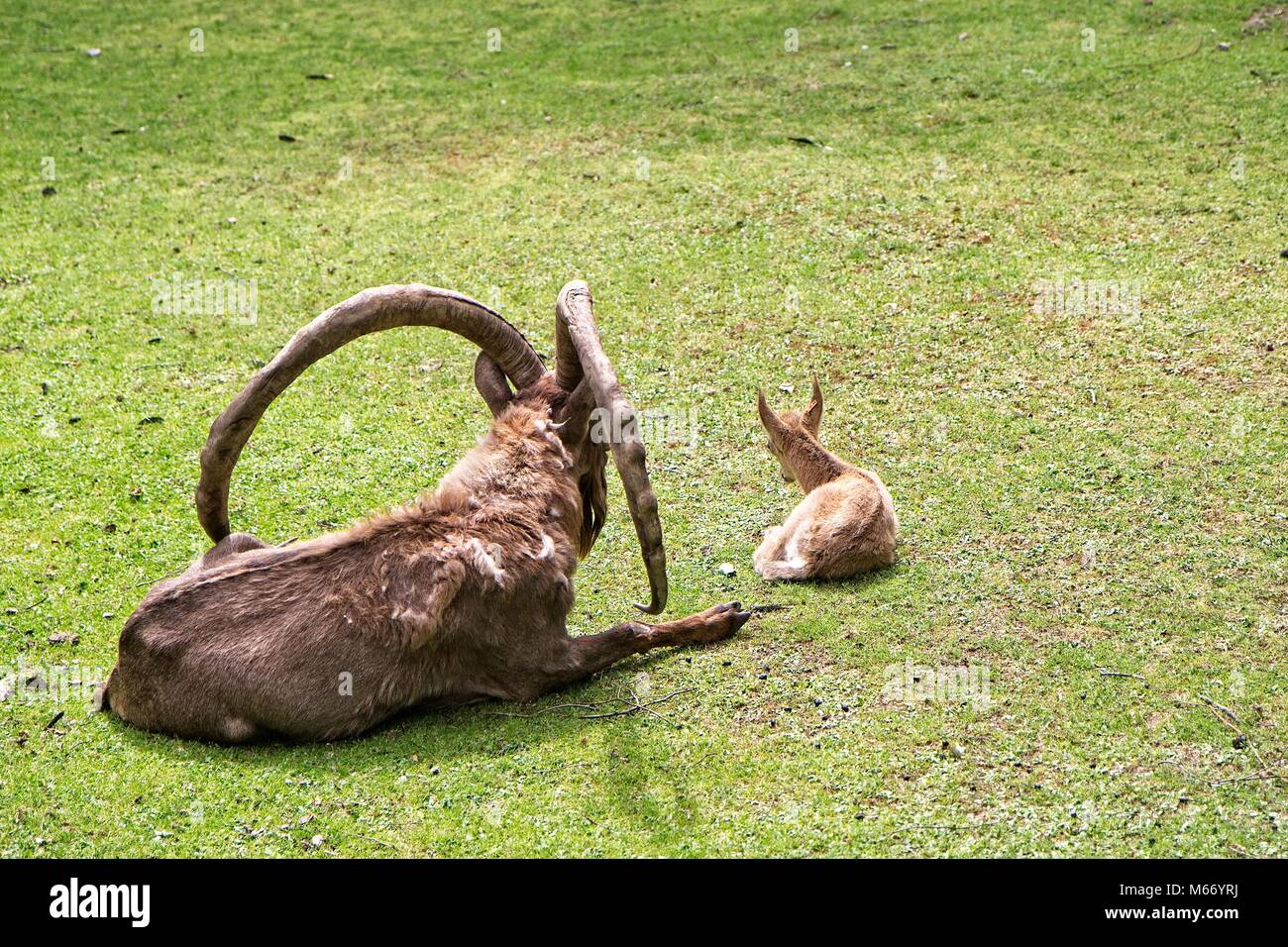 Two old goats hi-res stock photography and images - Alamy