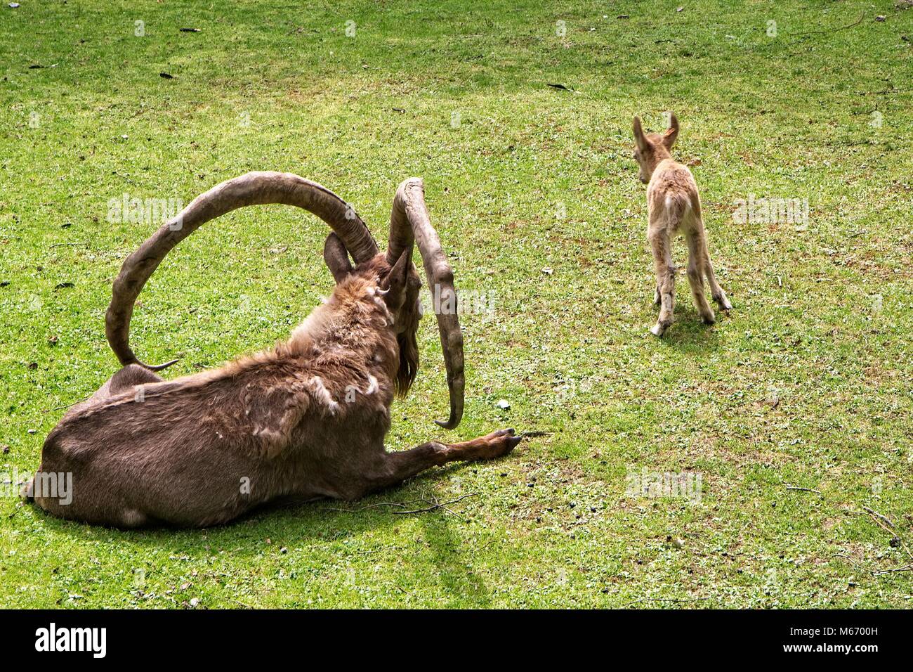 Old goat hi-res stock photography and images - Alamy