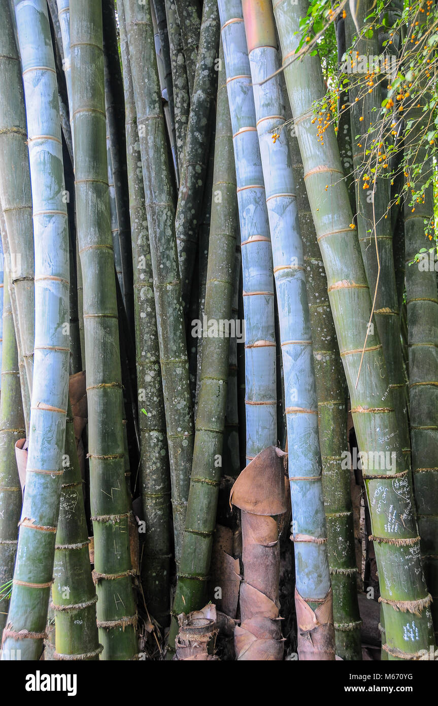 Bamboo stems at the National Kandawgyi Gardens, Pyin Oo Lwin, Myanmar ...