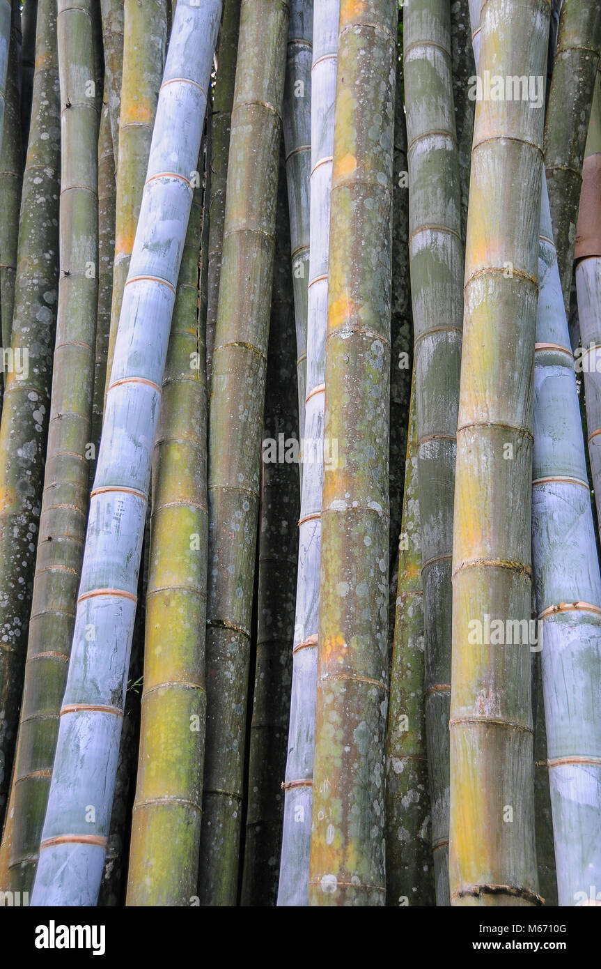 Bamboo stems at the National Kandawgyi Gardens, Pyin Oo Lwin, Myanmar ...