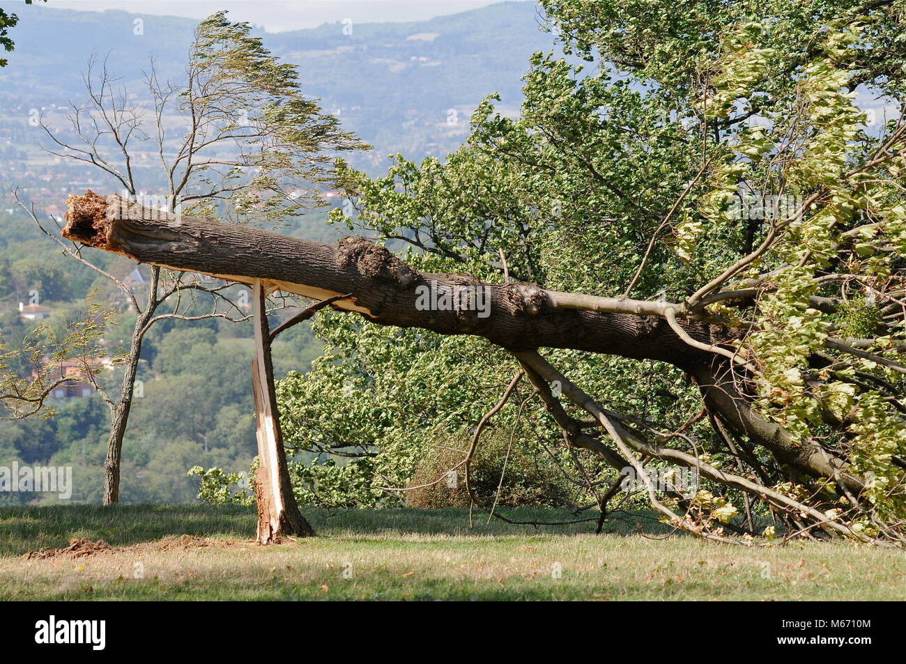 Wind tempest breaks trees, Lyon, france Stock Photo - Alamy