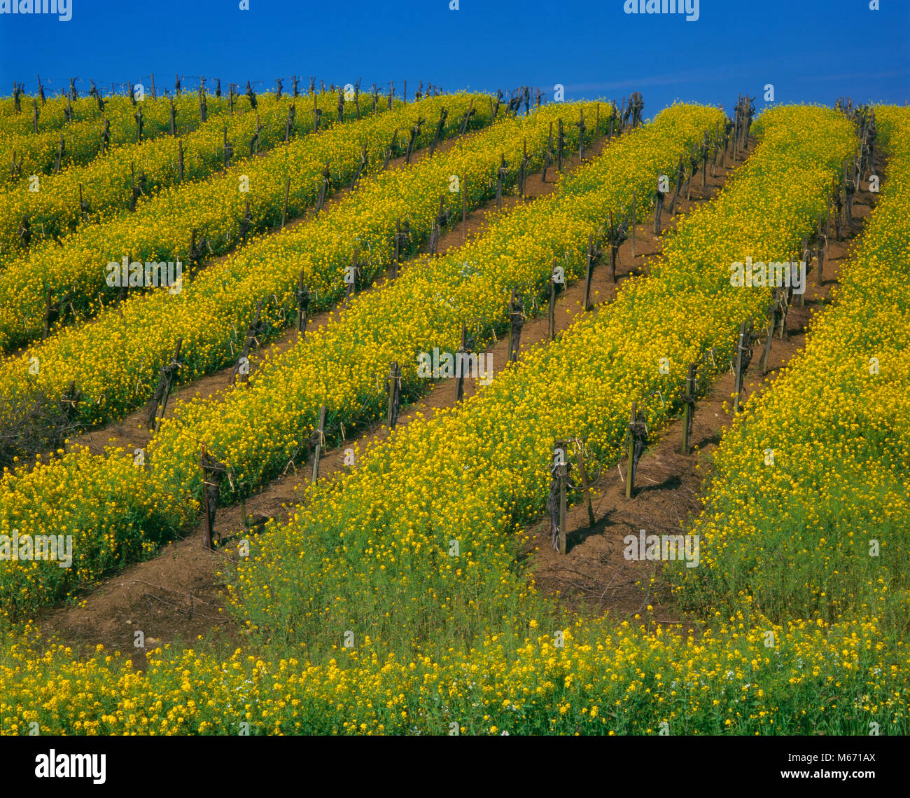 Red wine mustard hi-res stock photography and images - Alamy