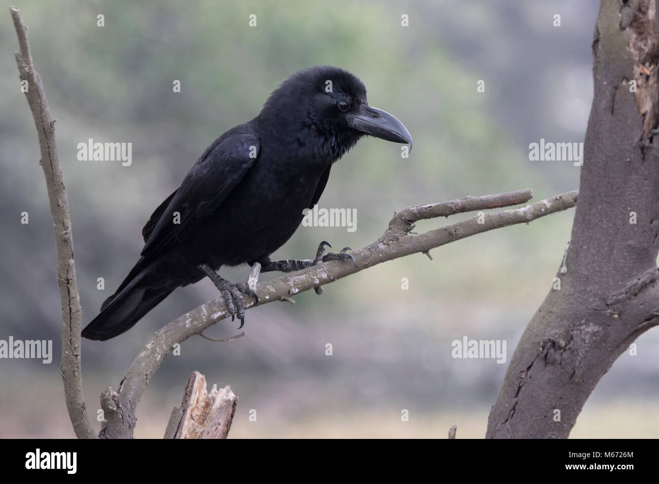 Indian jungle crow who sits on a dry branch near a small pond on a ...