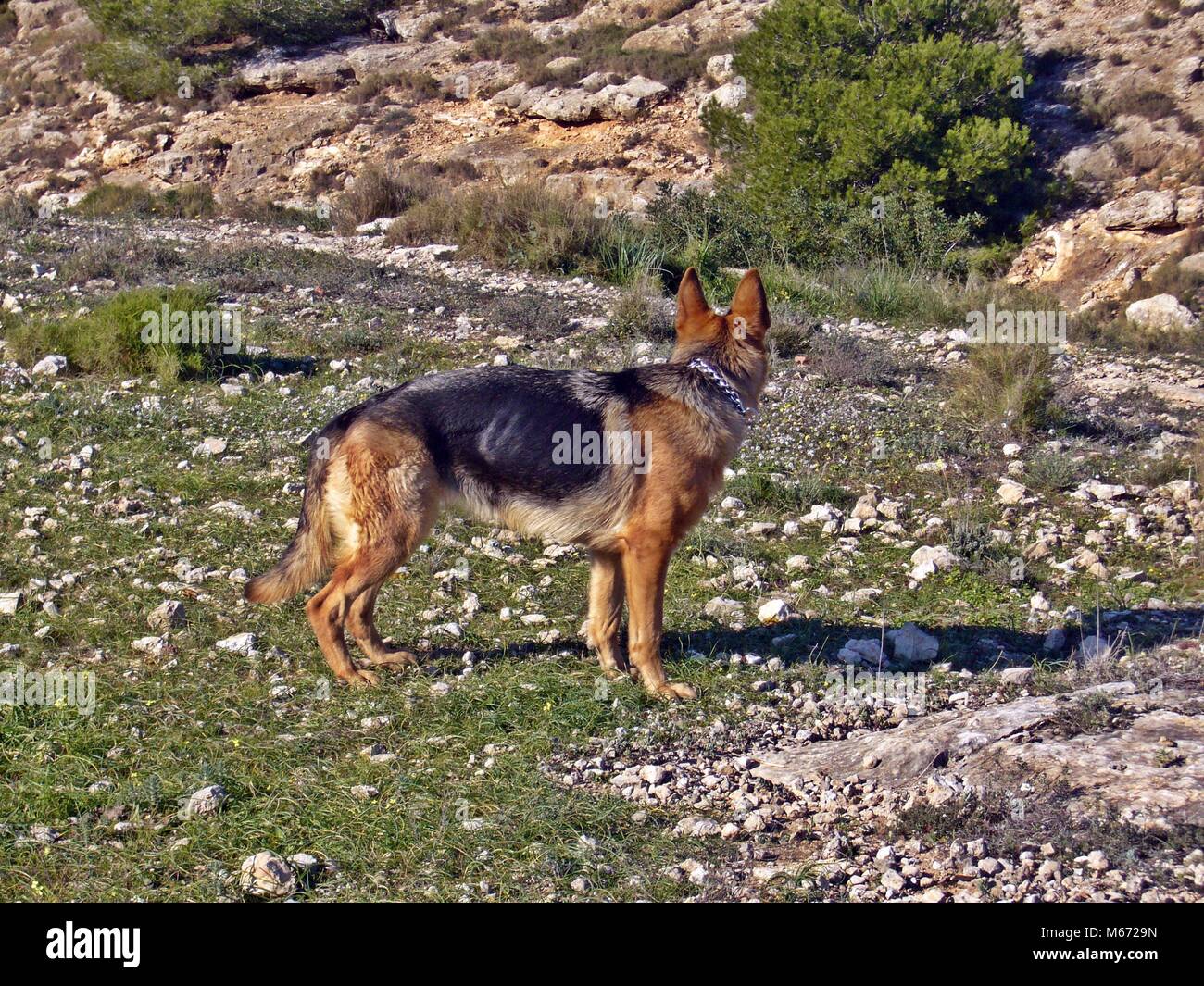 Pure breed champion German shepherd dog in show stand on green grass ...