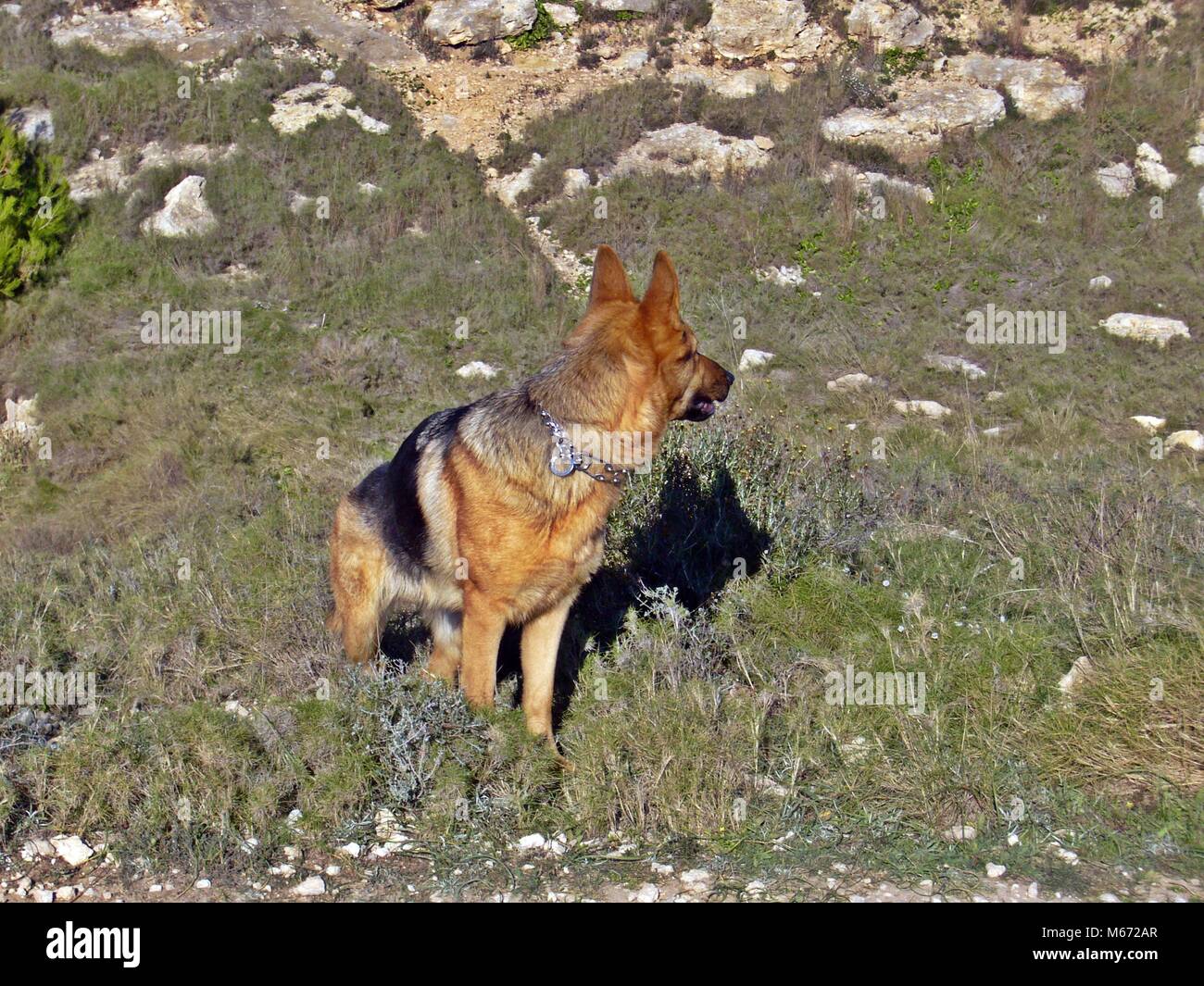 Pure breed champion German shepherd dog in show stand on green grass ...