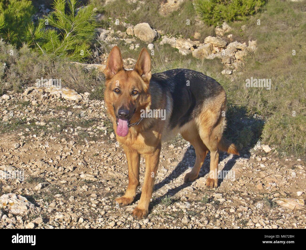 Pure breed champion German shepherd dog in show stand on green grass ...