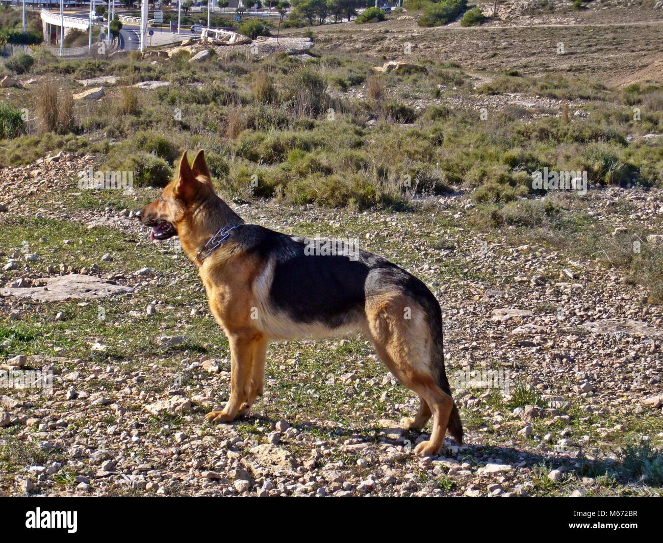 Pure breed champion German shepherd dog in show stand on green grass ...
