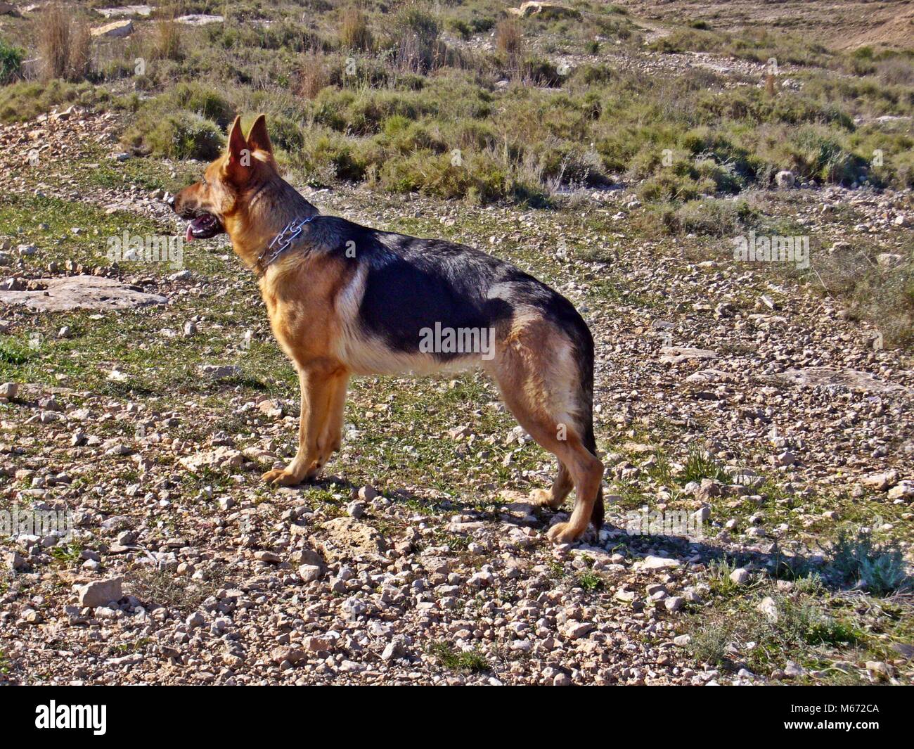 Pure breed champion German shepherd dog in show stand on green grass ...