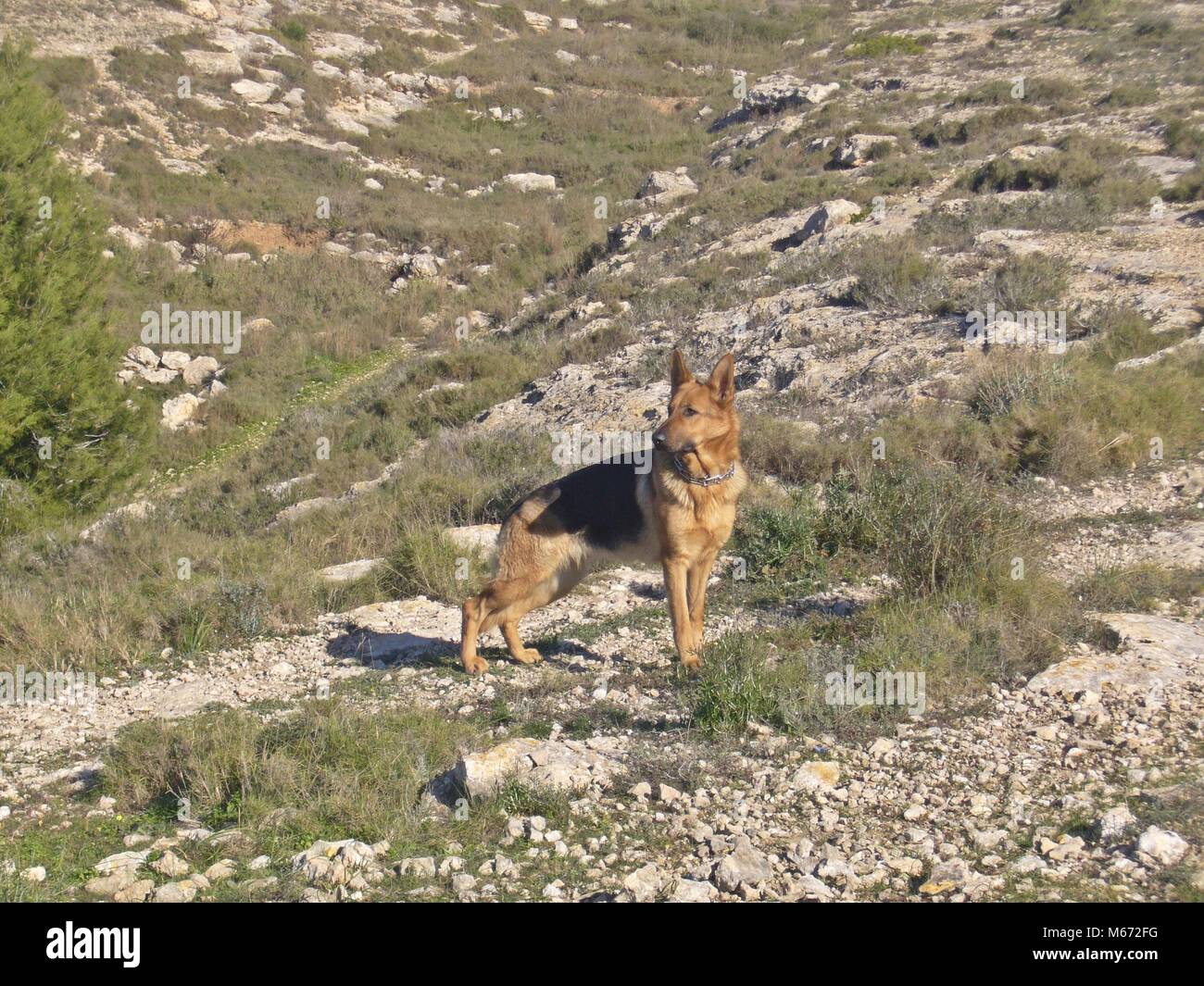 Pure breed champion German shepherd dog in show stand on green grass ...